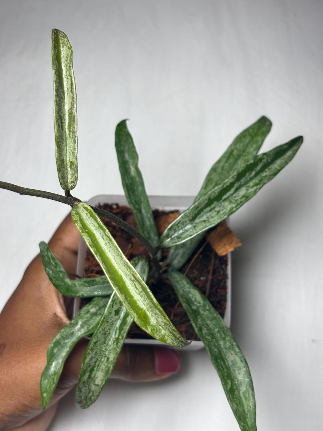Hoya Minibelle Splash| High Splash 3” Pot - Etsy