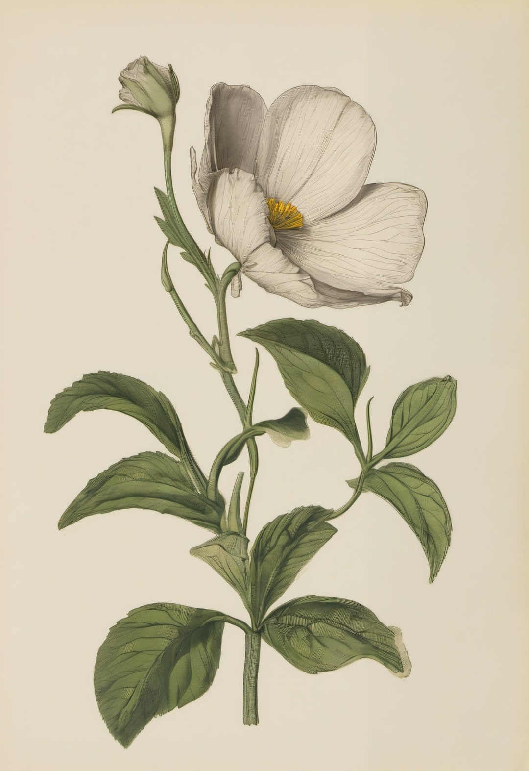 Sage Leaved Rock Rose - Etsy