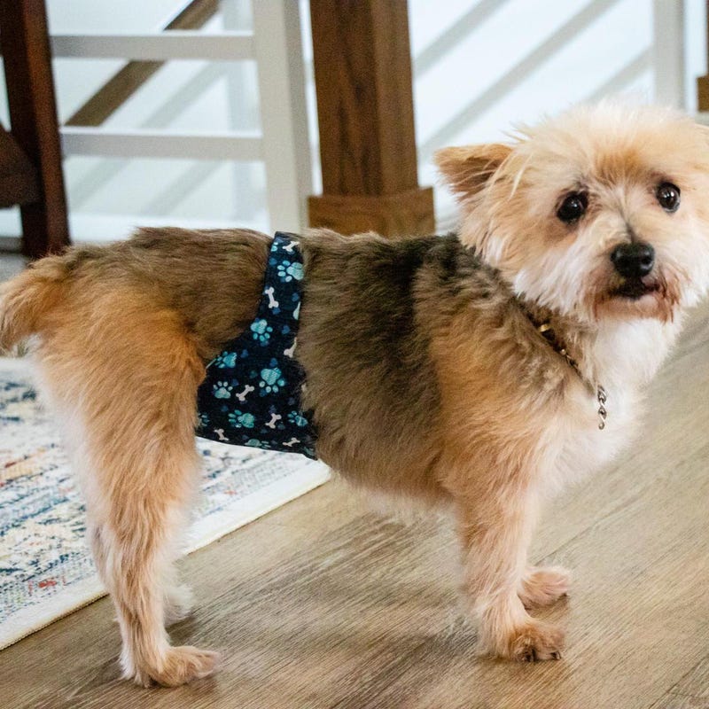 Belly Band for Male Dogs - Etsy