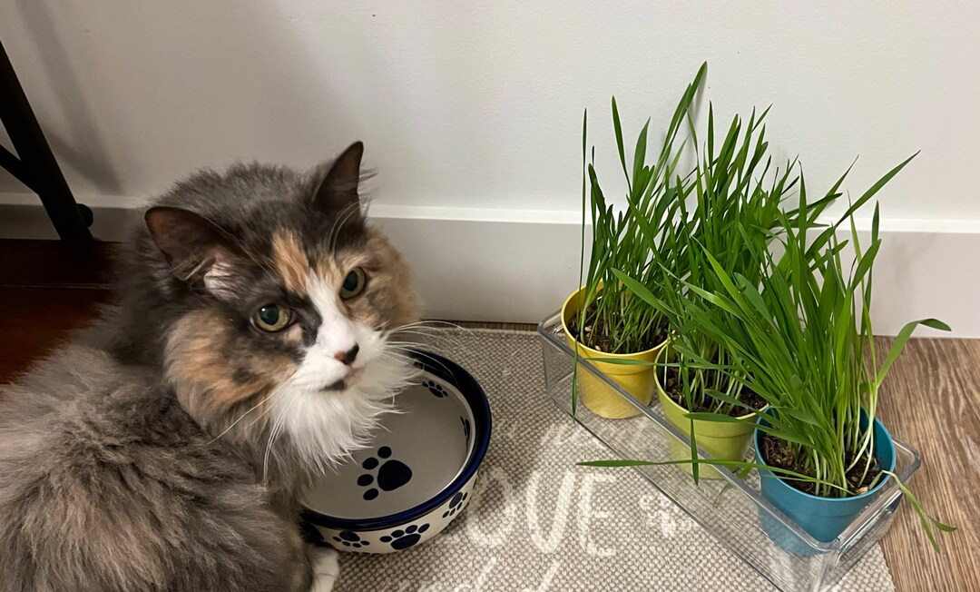 Mini Potted Pet Grass, Grass Blend Non-gmo Certified Organic, Set of 3 ...
