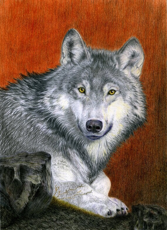 Grey Wolf With Yellow Eyes
