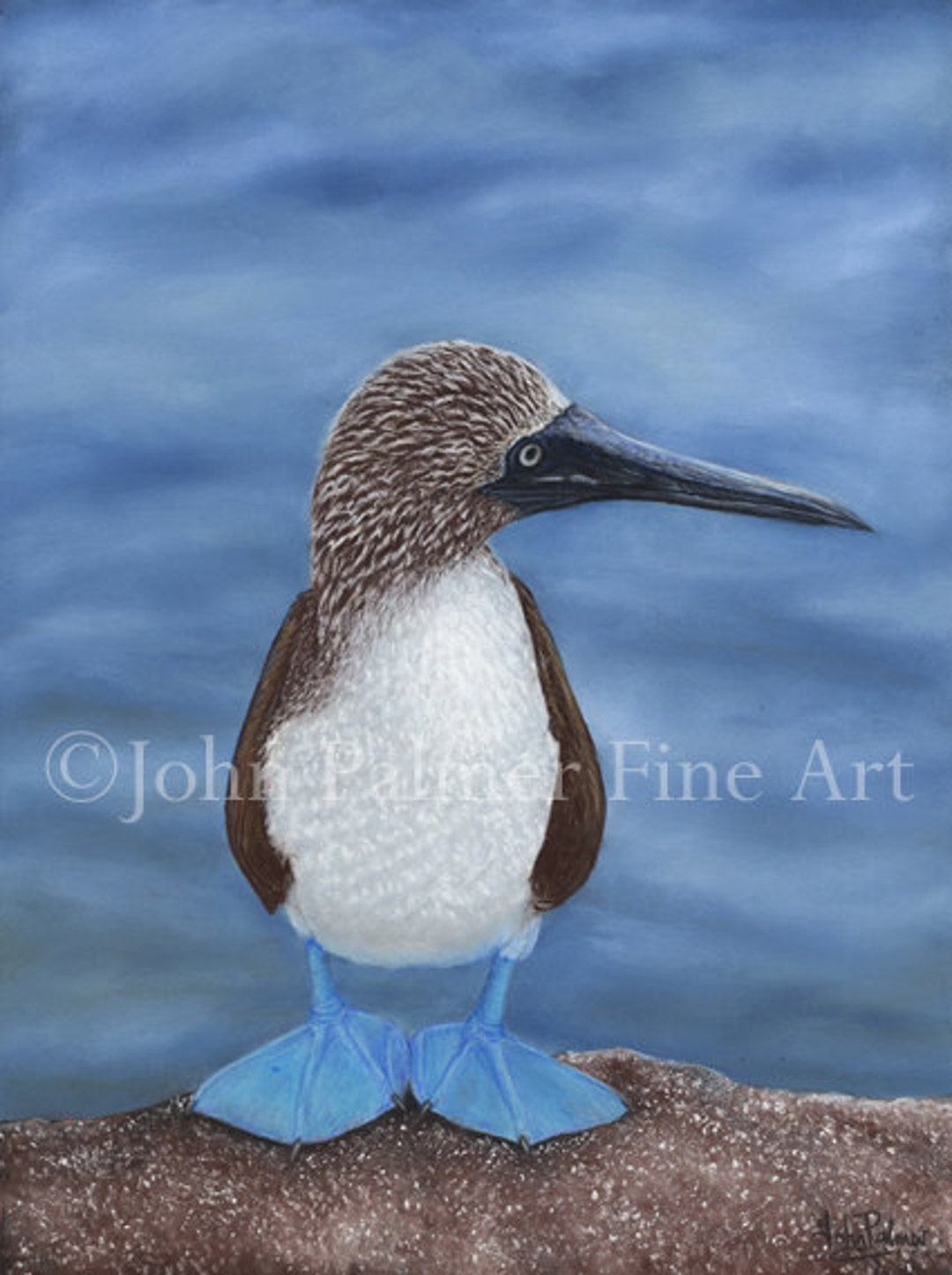 Blue Footed Booby Picture - Print From My Original Pastel Painting - Etsy