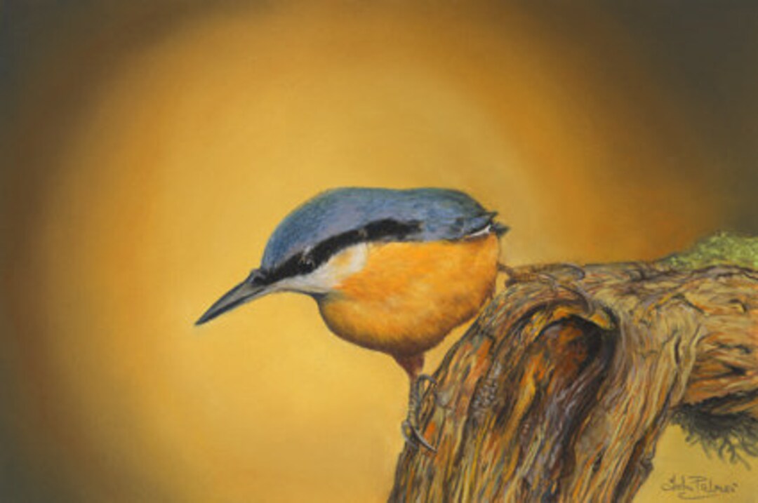 Nuthatch Picture Greeting Card, Nuthatch Bird,garden Birds From My ...