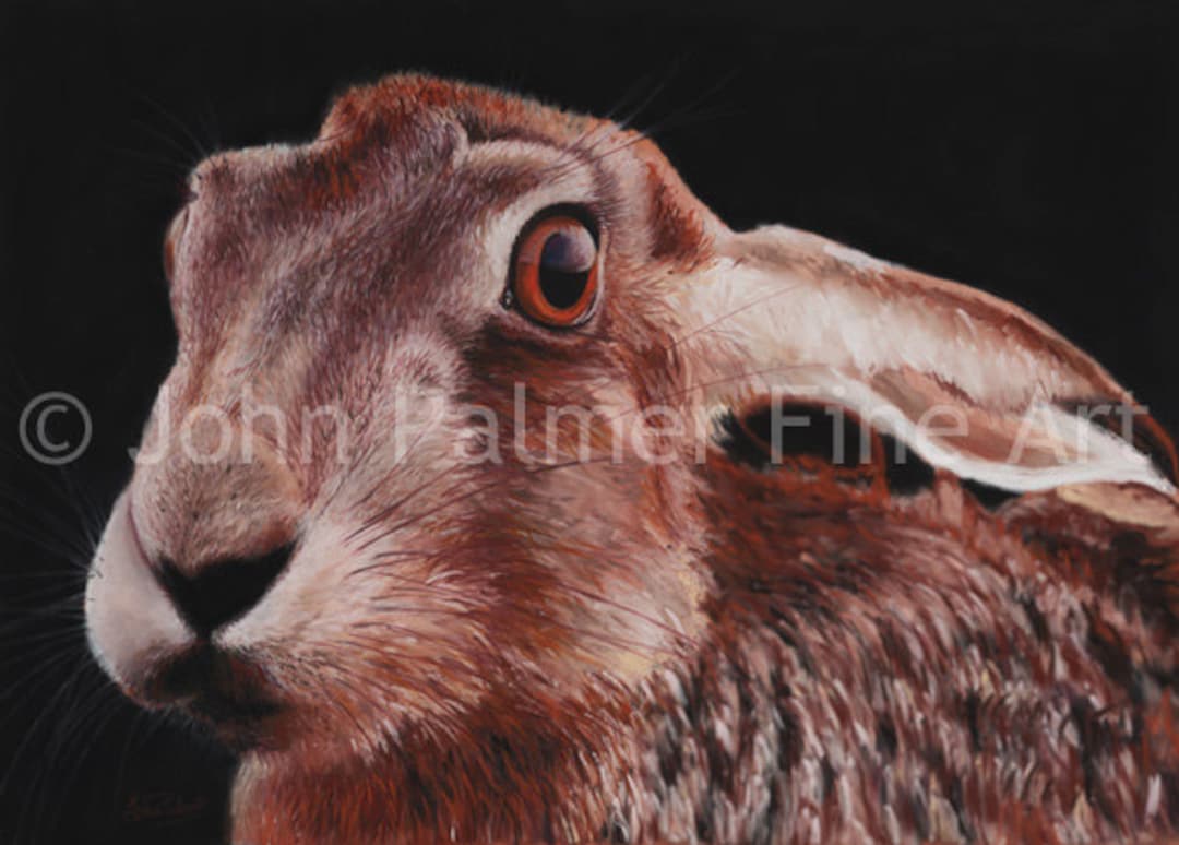 Hare Picture, Hare Gift, Hare Stare!, Hare, Wildlife, British Wildlife ...