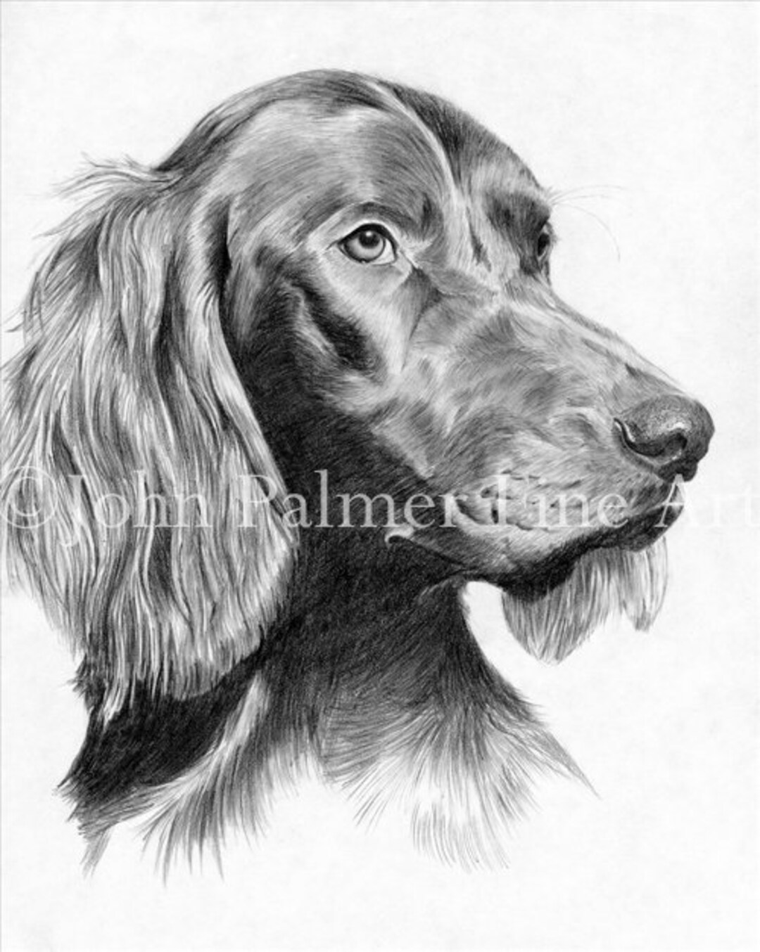 Red Setter Picture Pet Portrait - Print From My Original Drawing - Etsy