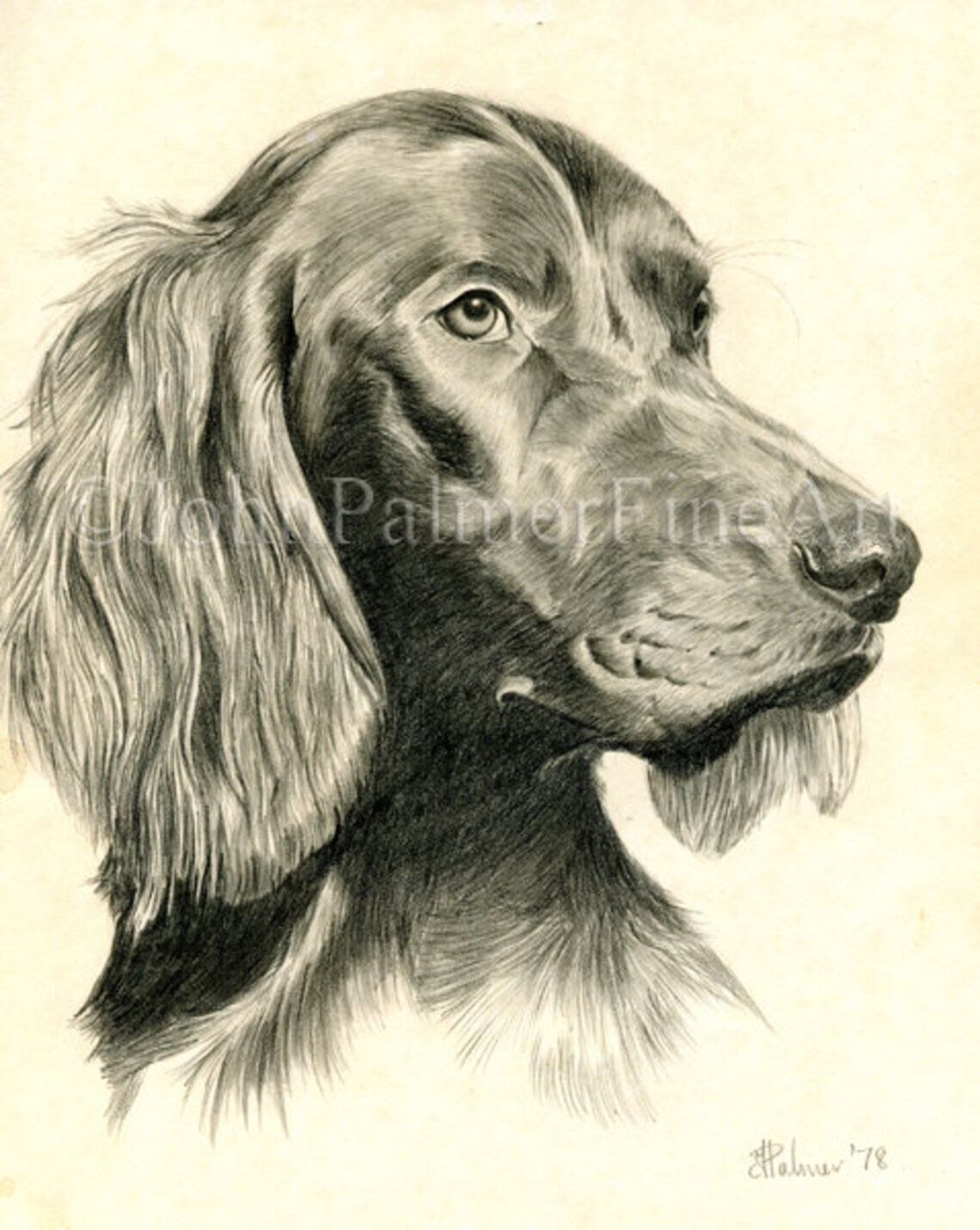 Red Setter Picture, Red Setter Drawing,red Setter Greeting Card Doggie ...