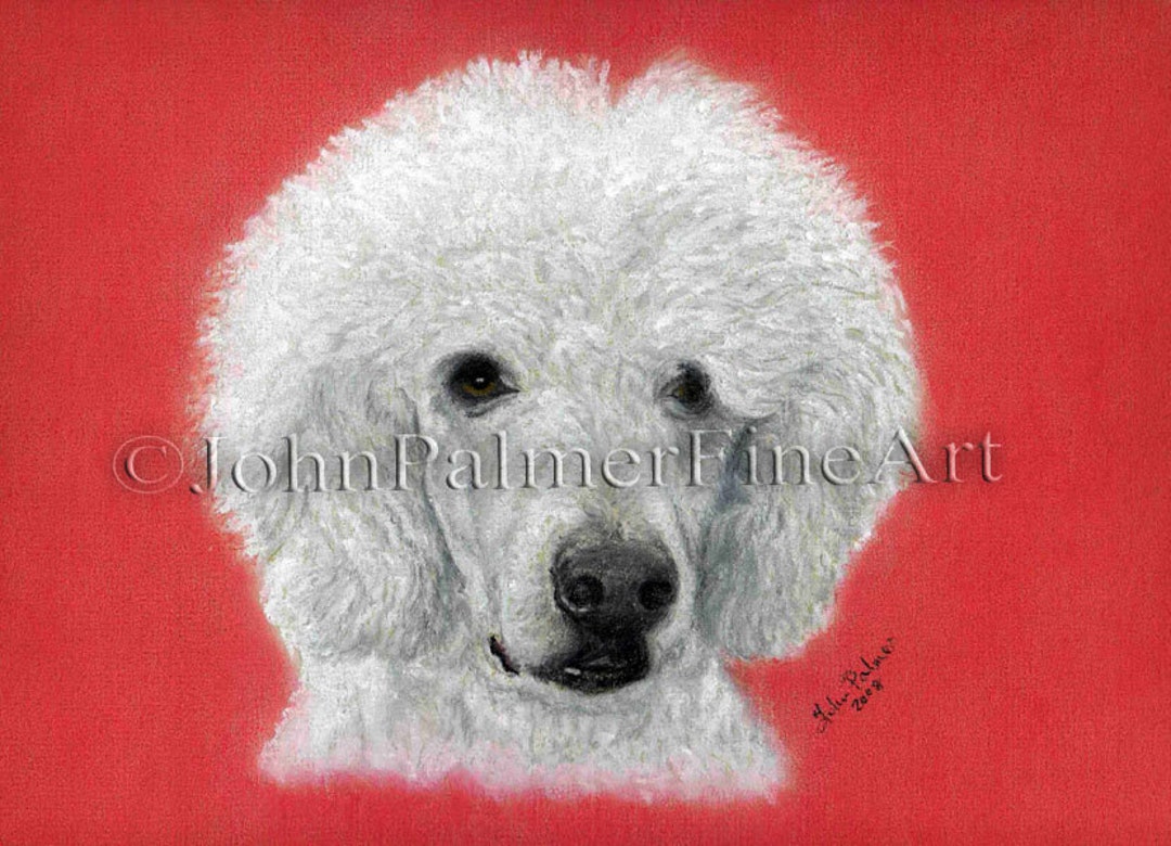 Poodle Picture, Poodle Perm, Poodle Gift, Doggie Gift, - Greeting Card ...