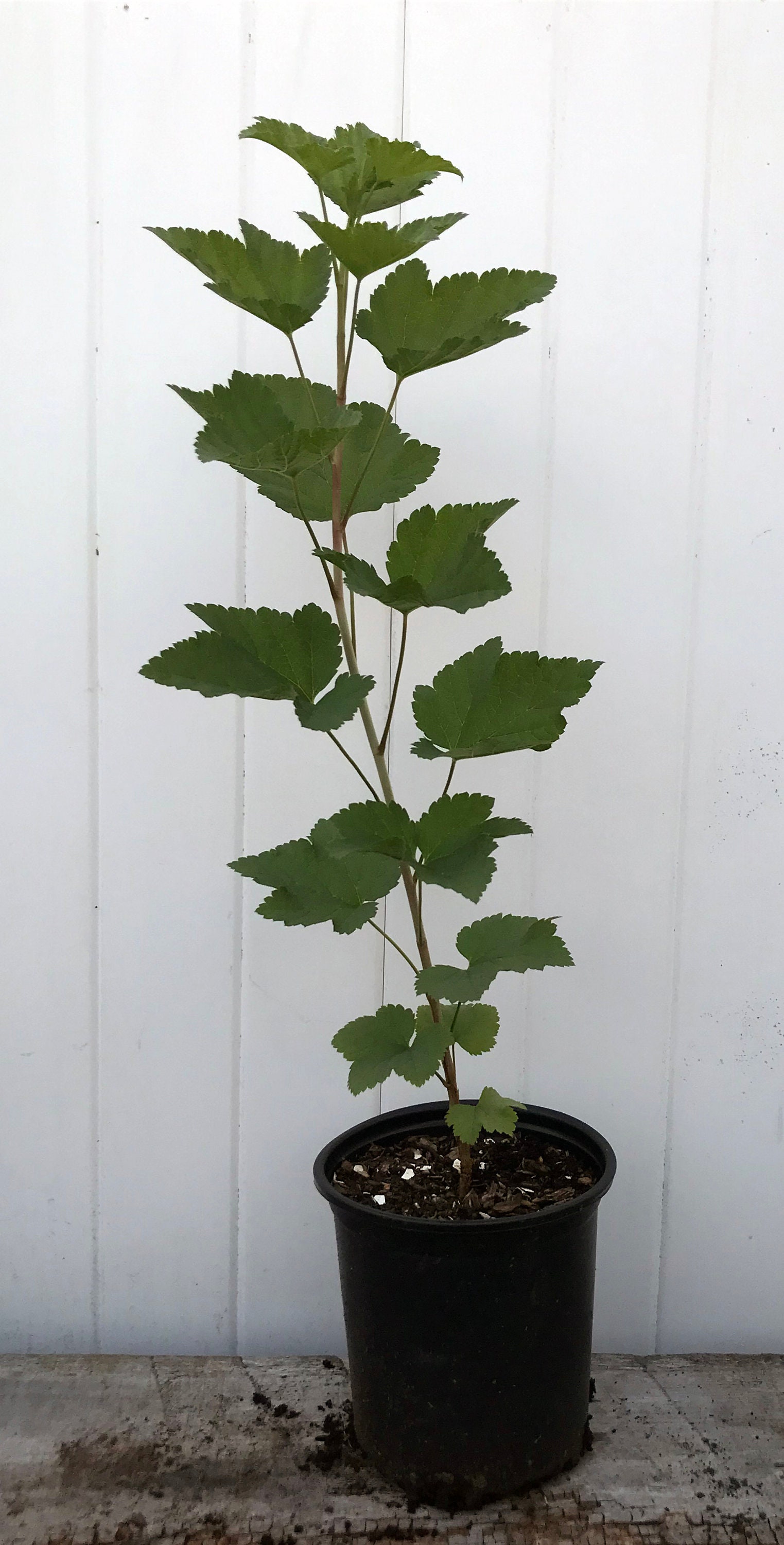 Red Currant Berry Plant Almost 2ft Tall in Gallon Pot - Etsy