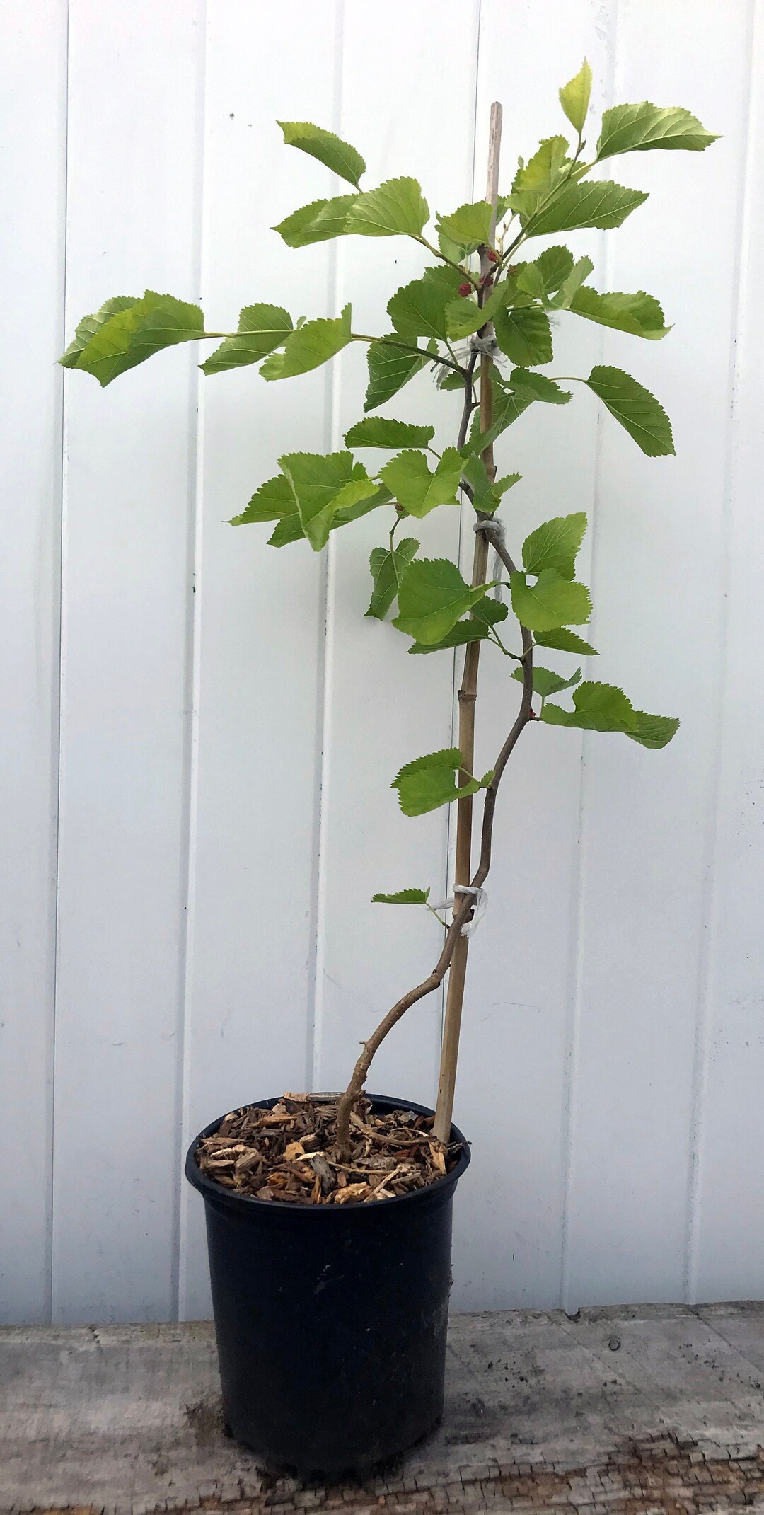 Trader Everbearing Mulberry Tree 2ft Tall Live Plant in Gallon Pot - Etsy