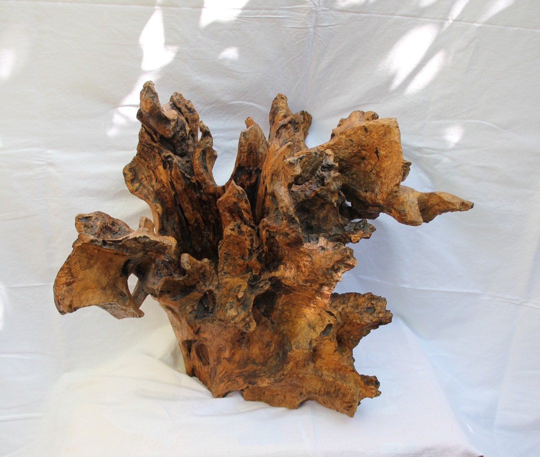 Ancient Olive Tree Root - Etsy