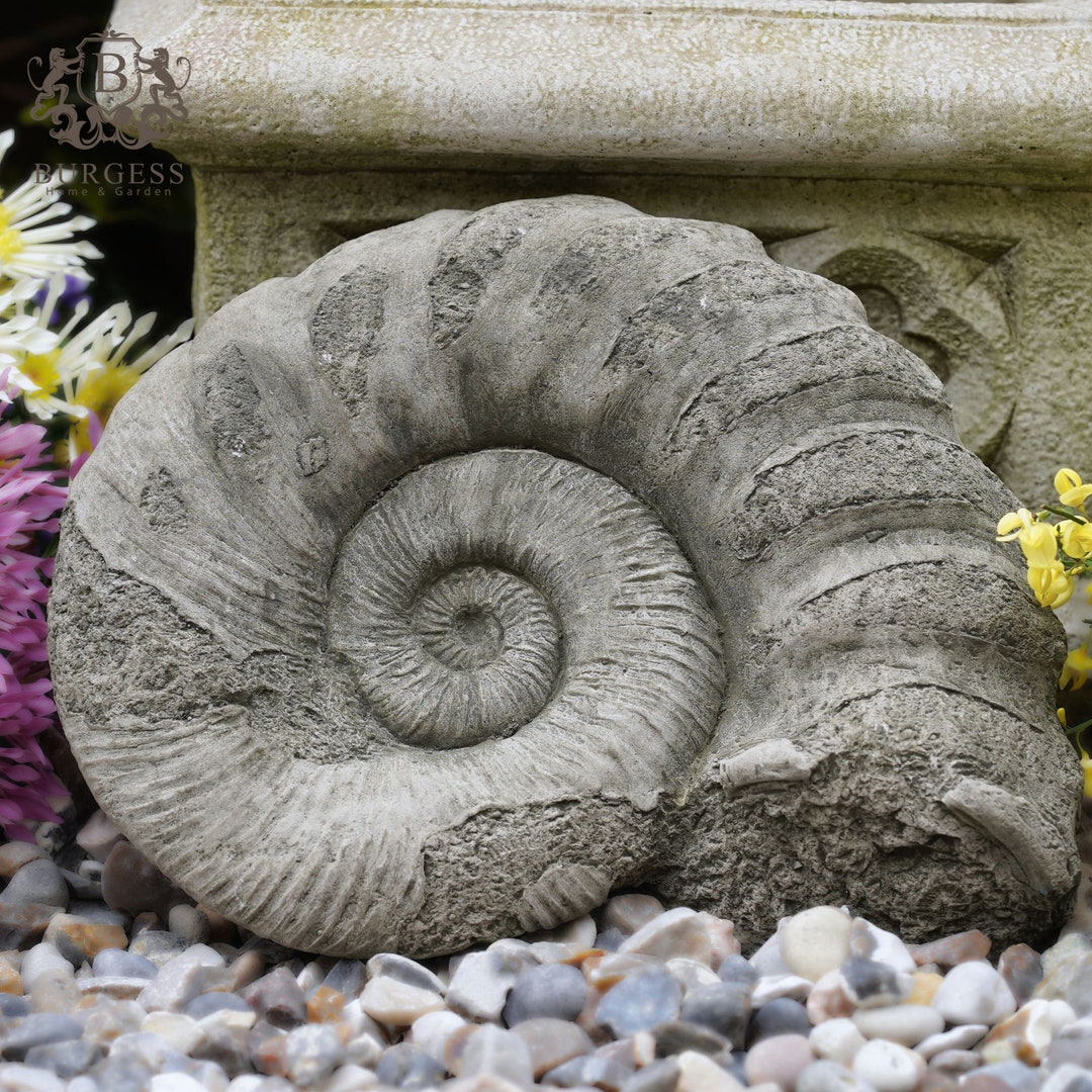 Ammonite Fossil Stone Statue Ornamental Sea Beach Sculpture Decorative ...