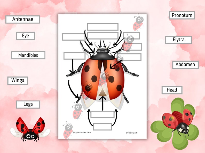 Ladybug Sheets on the Anatomy of the Ladybug and Booklet to Make - Etsy
