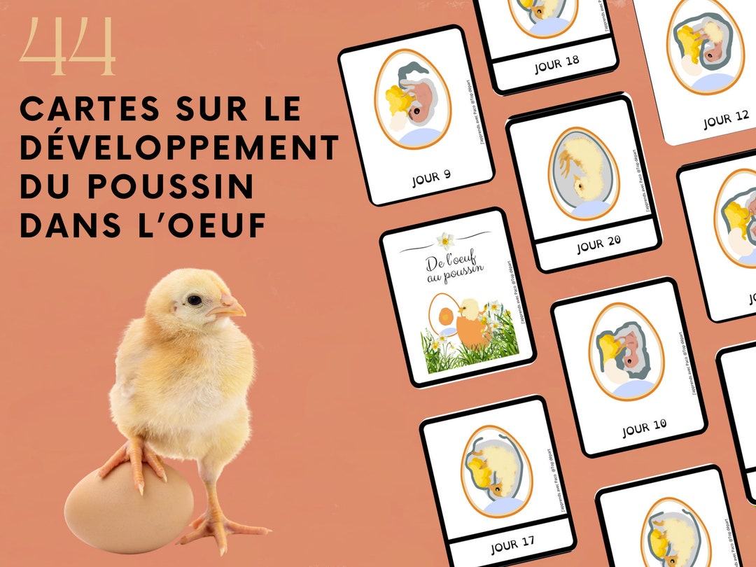 Chick Lot 44 Cards Life Cycle in the Egg the 21 Days of Development of ...