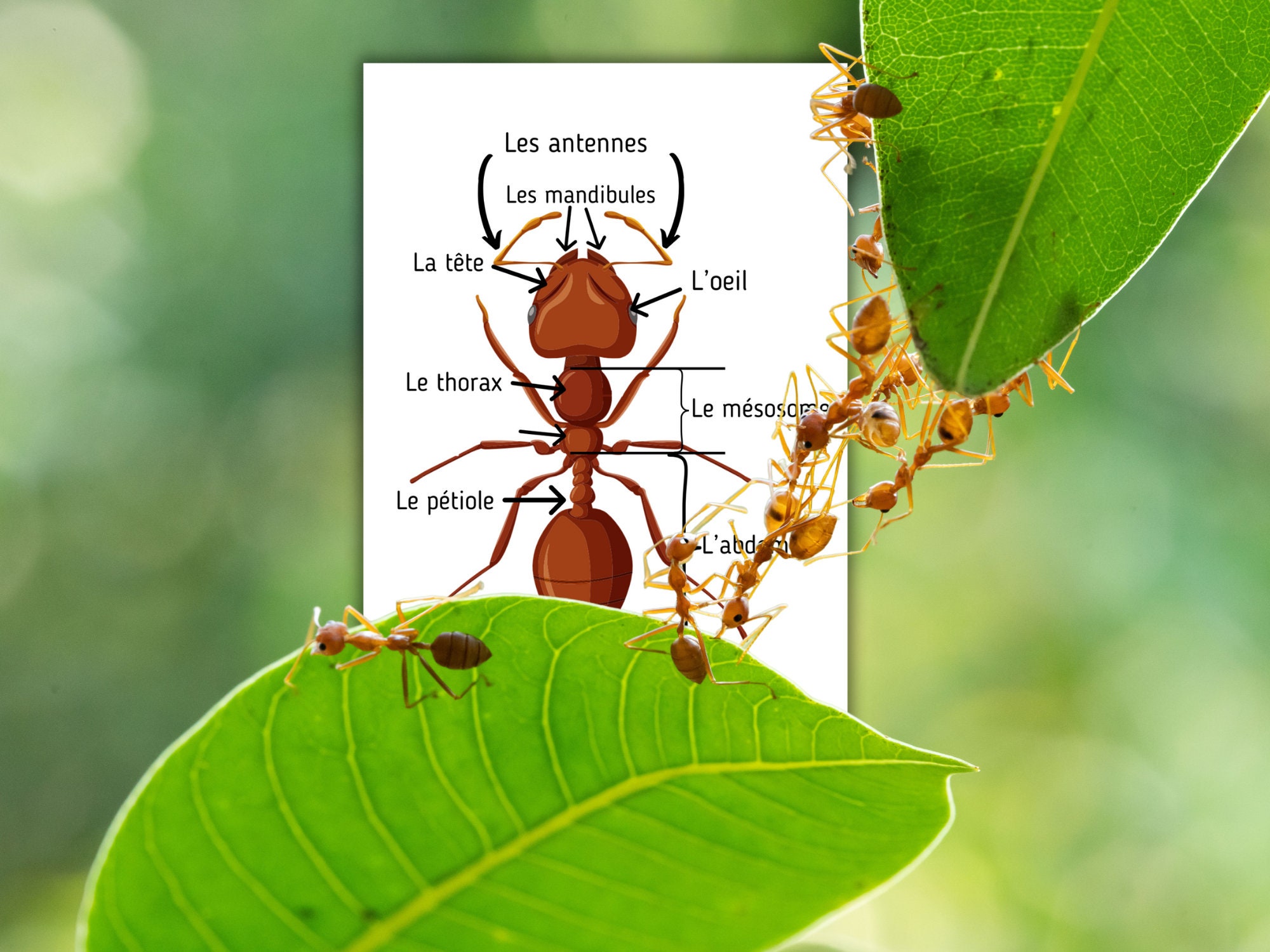 Montessori Super Pack Ant Life Cycle Activity Booklet 70 Pages + 24 Ant ...