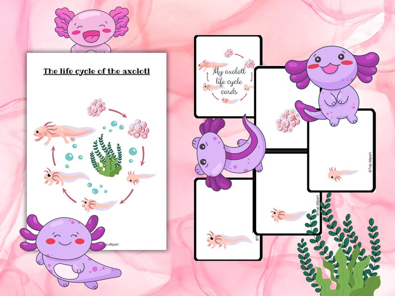 Axolotl Pack of 16 Sheets on the Life Cycle of the Axolotl Study of the ...