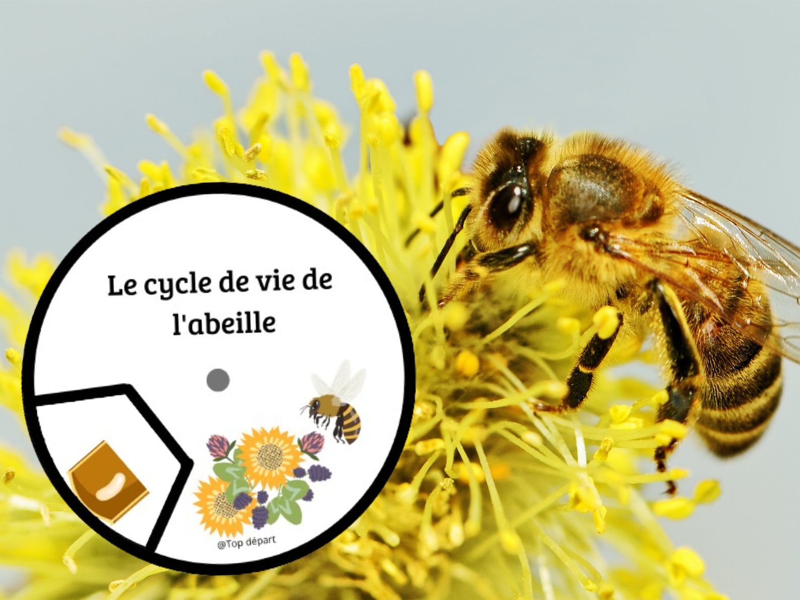 Montessori Cycle de vie de l'abeille 59 fiches d'activité avec Cartes ...