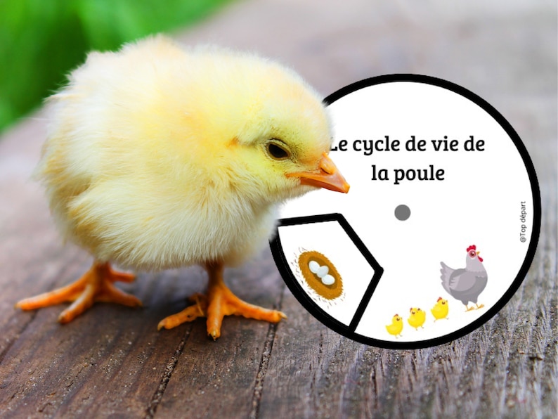 Montessori Cycle de vie de la Poule 57 fiches d'activité avec Pack 36 ...