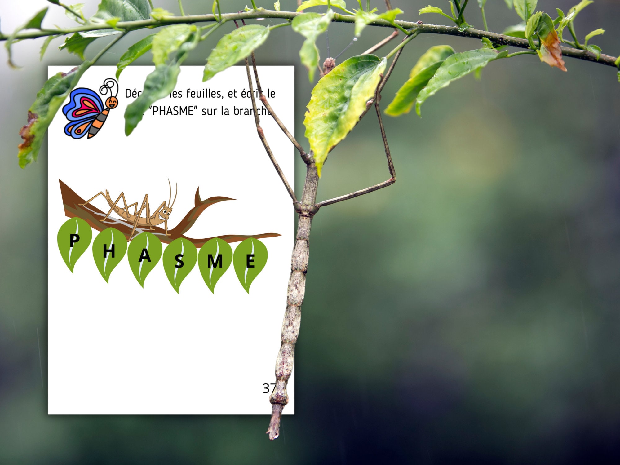 Montessori Cycle de vie du Phasme 56 fiches d'activité avec Cartes de ...