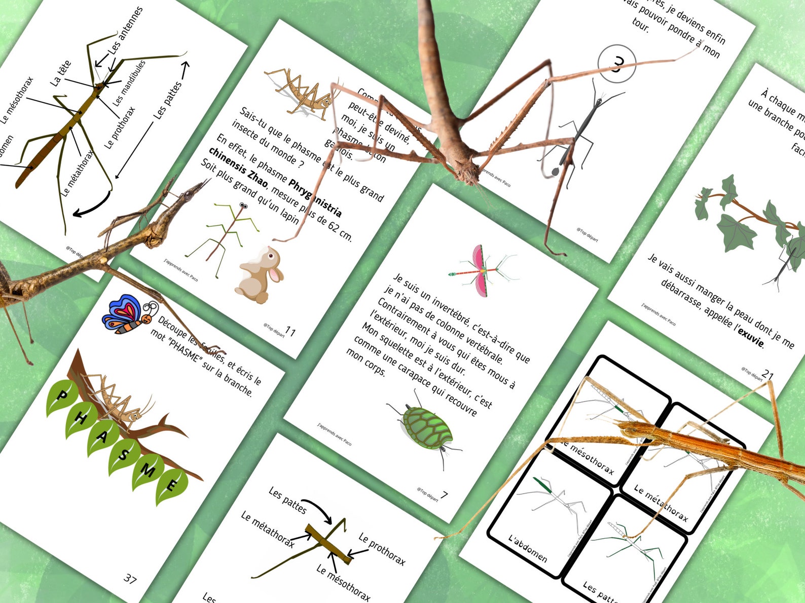 Montessori Cycle de vie du Phasme 56 fiches d'activité avec Cartes de ...