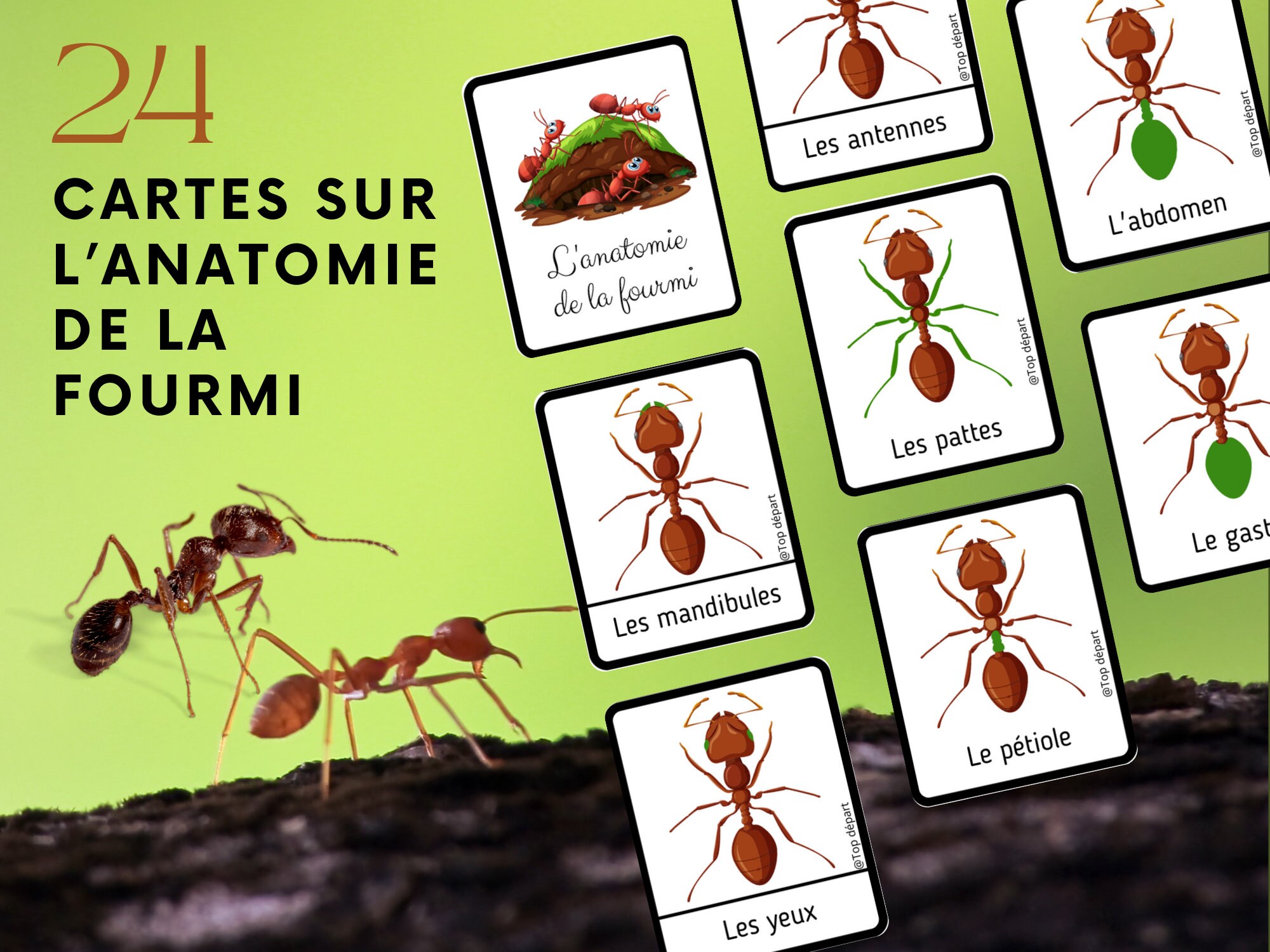 Montessori Super Pack Ant Life Cycle Activity Booklet 70 Pages + 24 Ant ...