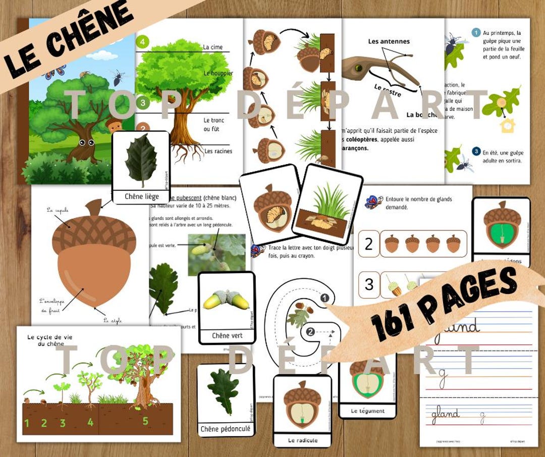 Montessori Méga Pack Du Gland Au Chêne Lot 160 Fiches D'activités ...