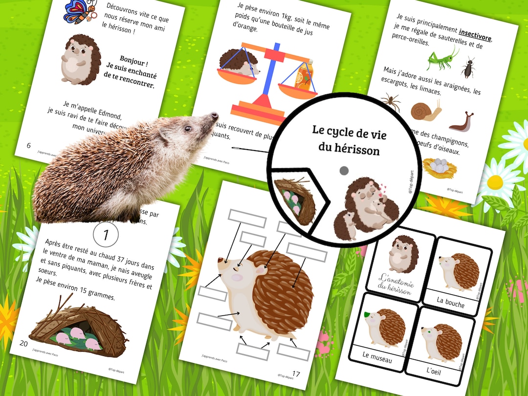 Montessori Life Cycle of the Hedgehog 53 Fun Activity Sheets to ...