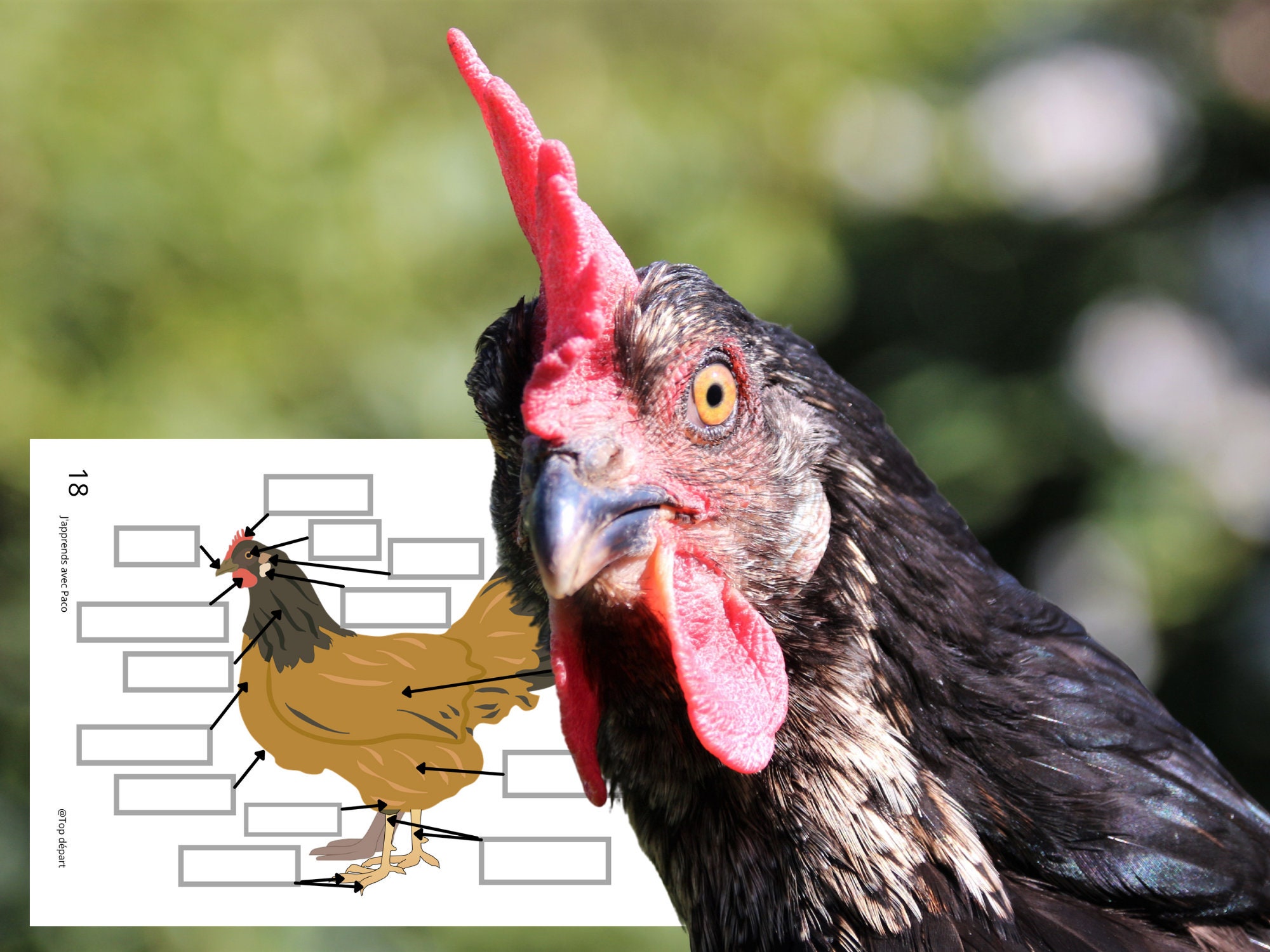 Montessori Cycle de vie de la Poule 57 fiches d'activité avec Pack 36 ...