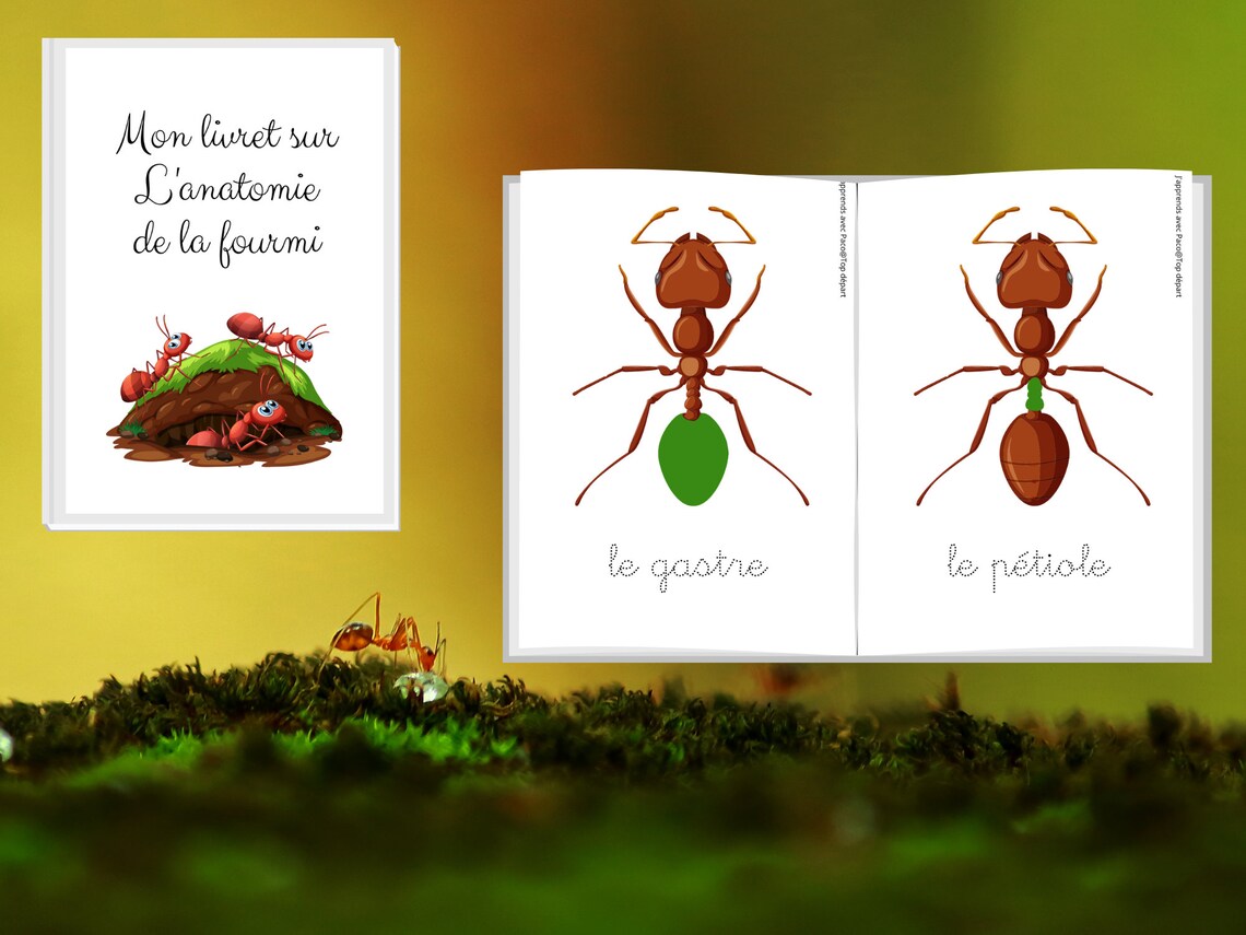 Montessori Super Pack Ant Life Cycle Activity Booklet 70 Pages + 24 Ant ...