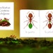 Montessori Super Pack Ant Life Cycle Activity Booklet 70 Pages + 24 Ant ...