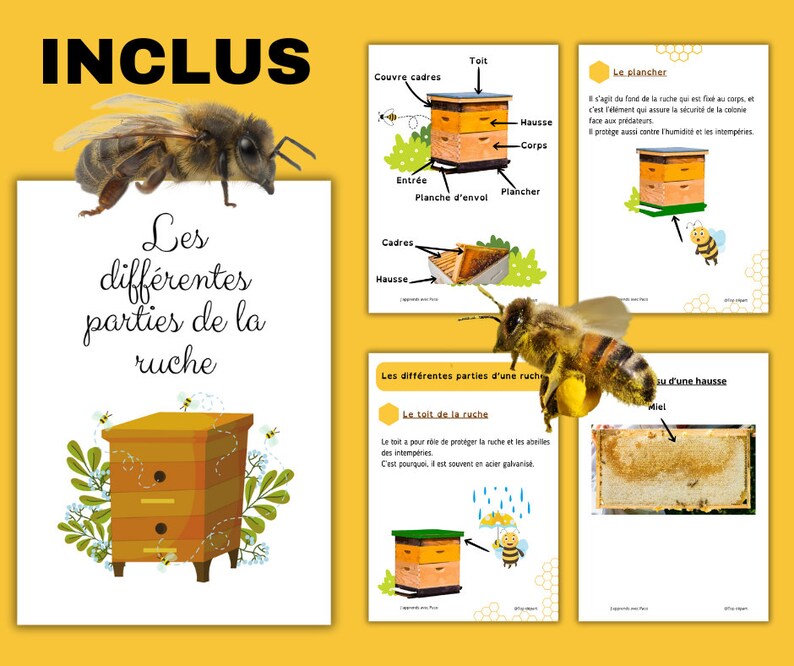 Montessori Super Pack Life Cycle of the Bee + File Different Parts of a ...