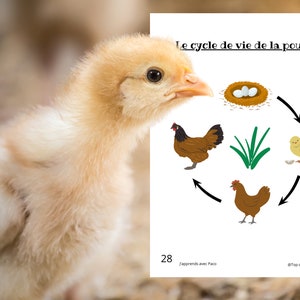 Montessori Cycle de vie de la Poule 57 fiches d'activité avec Pack 36 ...