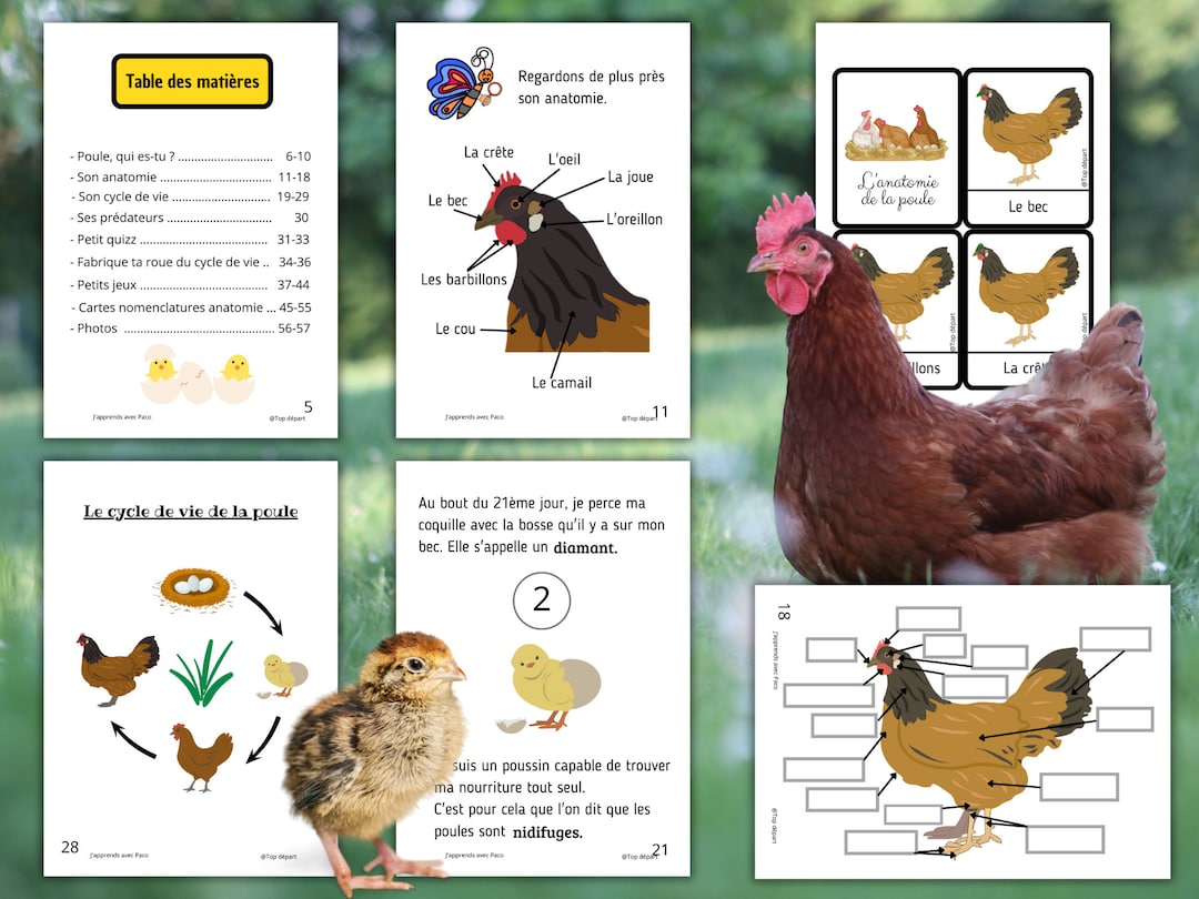 Montessori Cycle de vie de la Poule 57 fiches d'activité avec Pack 36 ...