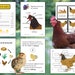 Montessori Cycle de vie de la Poule 57 fiches d'activité avec Pack 36 ...