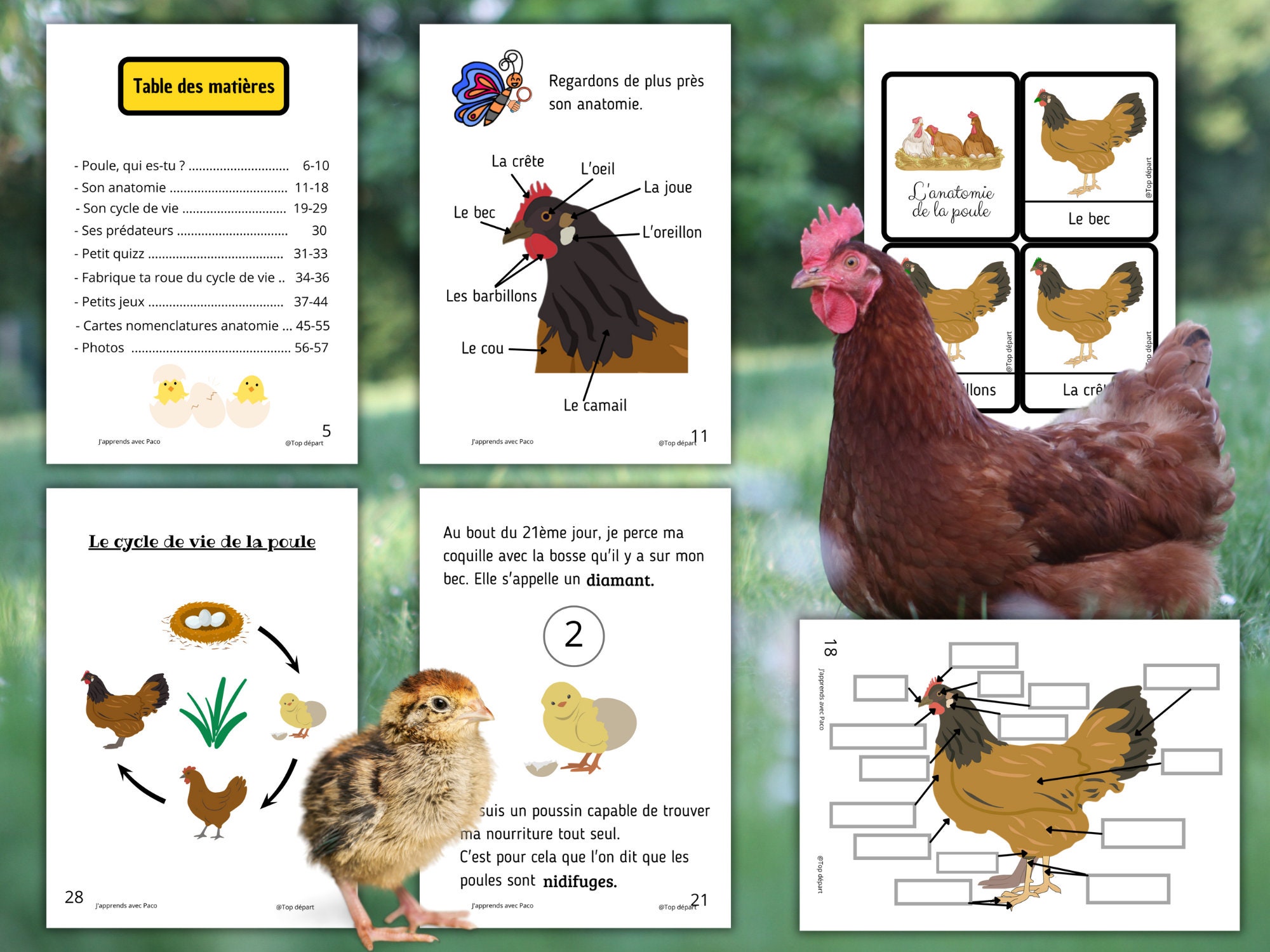 Montessori Cycle de vie de la Poule 57 fiches d'activité avec Pack 36 ...