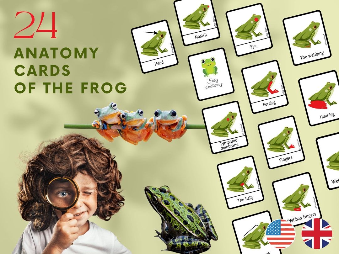 Frog Pack of 24 Montessori Nomenclature Cards on the Anatomy of the ...