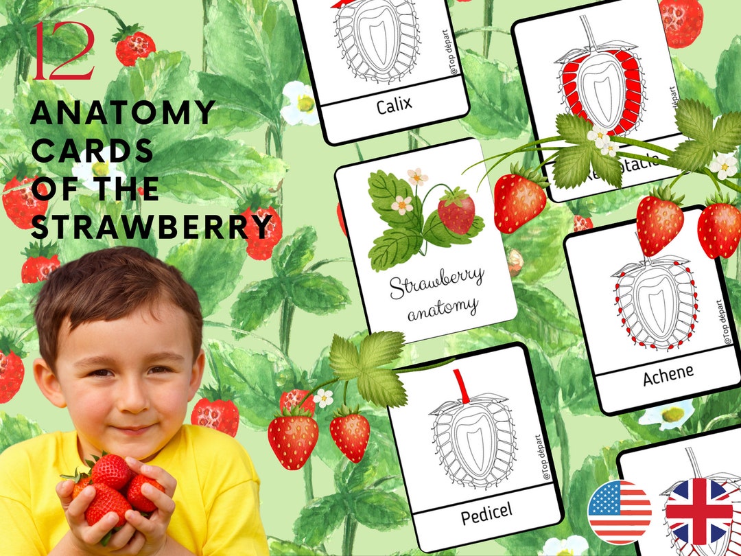 Strawberry Pack of 12 Cards on the Anatomy of the Strawberry Booklet to ...