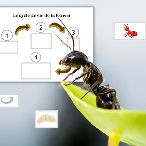 Montessori Super Pack Ant Life Cycle Activity Booklet 70 Pages + 24 Ant ...