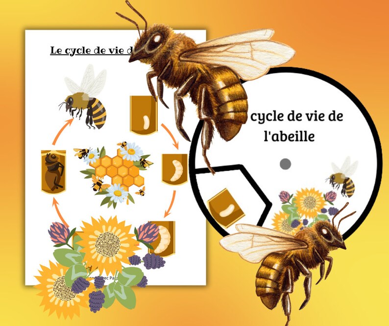 Montessori Super Pack Life Cycle of the Bee + File Different Parts of a ...