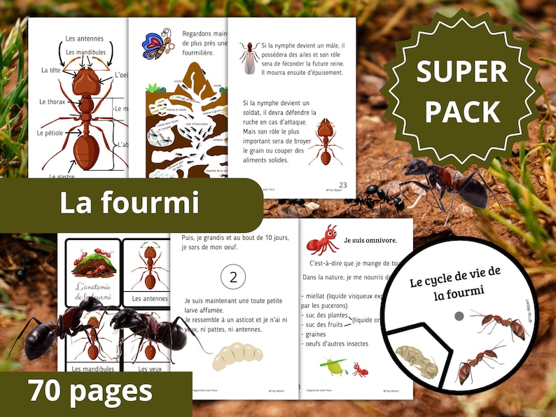 Montessori Super Pack Ant Life Cycle Activity Booklet 70 Pages + 24 Ant ...