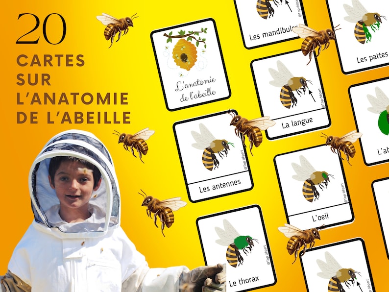 Montessori Super Pack Life Cycle of the Bee + File Different Parts of a ...