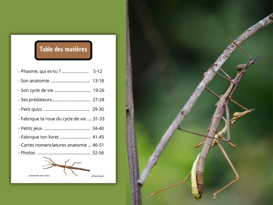 Montessori Cycle de vie du Phasme 56 fiches d'activité avec Cartes de ...