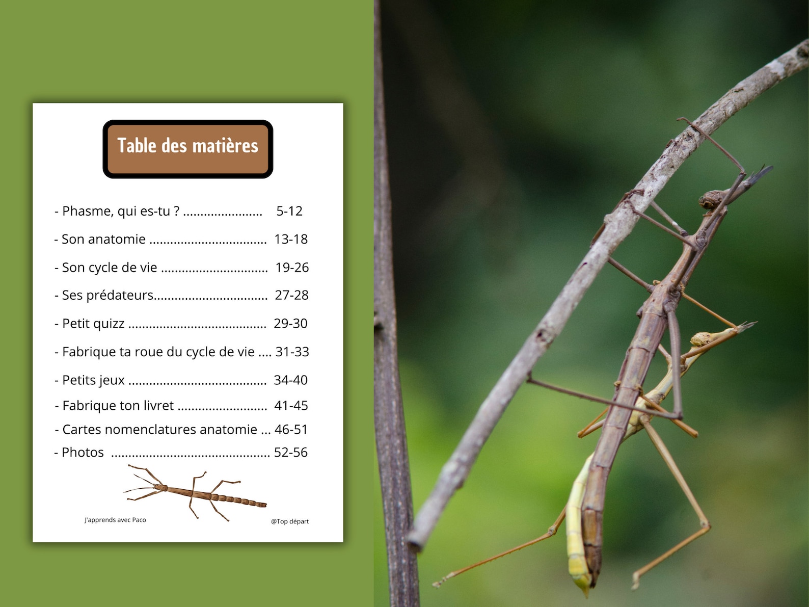 Montessori Cycle de vie du Phasme 56 fiches d'activité avec Cartes de ...