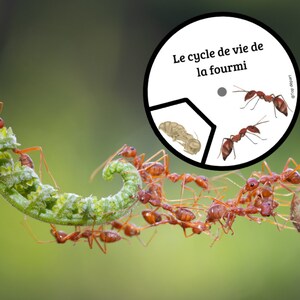 Montessori Super Pack Ant Life Cycle Activity Booklet 70 Pages + 24 Ant ...