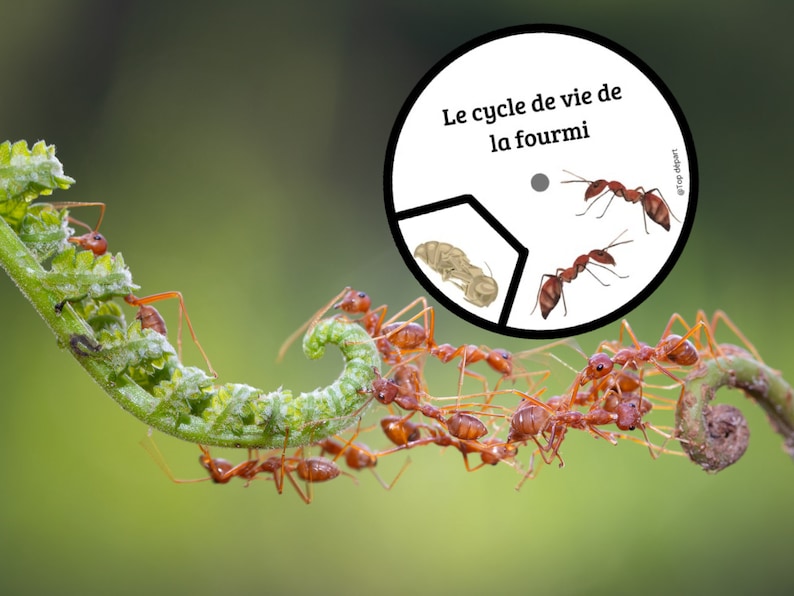 Montessori Super Pack Ant Life Cycle Activity Booklet 70 Pages + 24 Ant ...