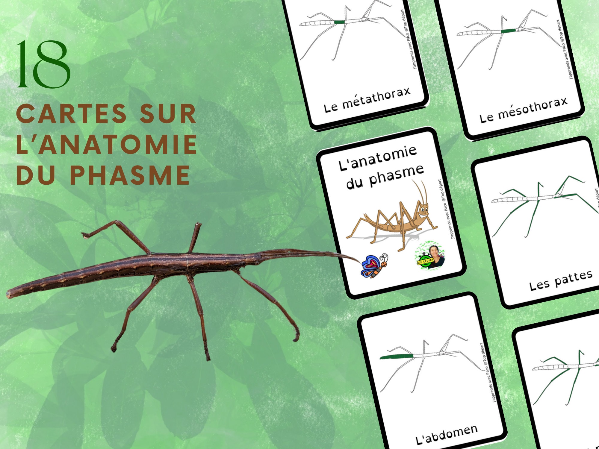 Montessori Cycle de vie du Phasme 56 fiches d'activité avec Cartes de ...