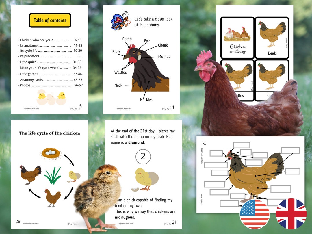 Hen/chicken Pack 56 Fun Montessori Cards in English to Discover the Hen ...