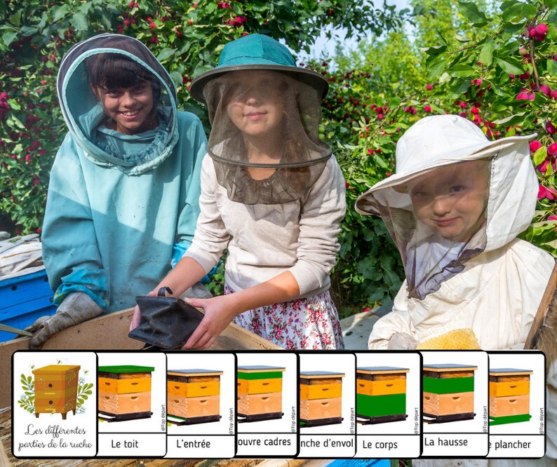 Montessori Super Pack Life Cycle of the Bee + File Different Parts of a ...