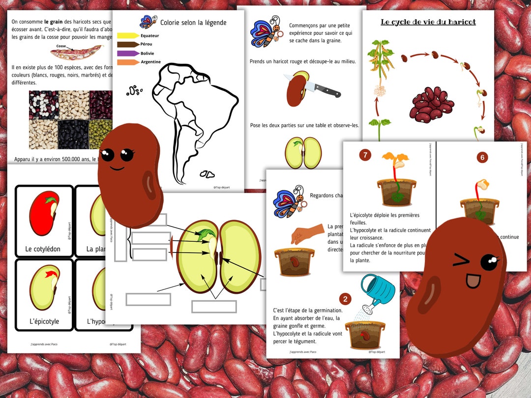 Montessori the Bean Activity Booklet of 52 Sheets Life Cycle of the ...