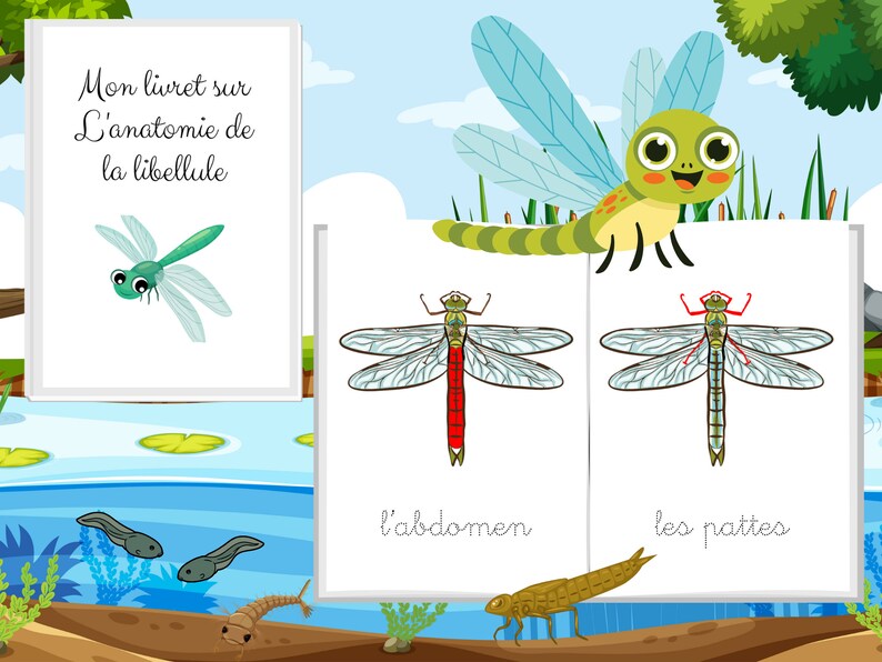 Montessori Pack Life Cycle of the Dragonfly 58 Fun Activity Sheets 22 ...