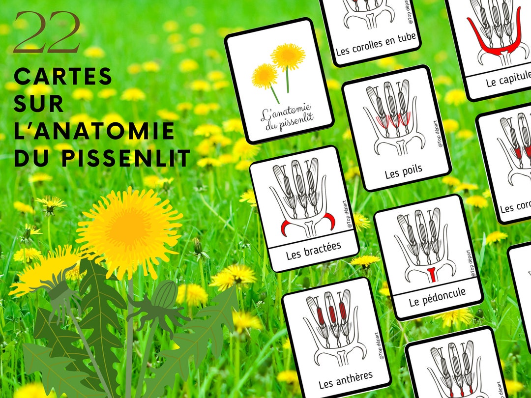 Montessori Pack of 22 Nomenclature Cards on the Anatomy of the ...